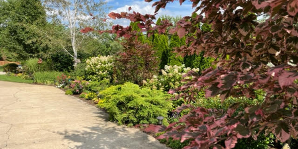 Distributor Spotlight: Cedar Path Nurseries